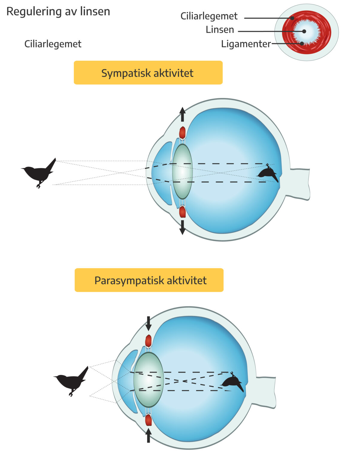3.7 Lysbrytning og akkomodasjon – Sansene